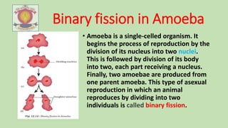 REPRODUCTION IN ANIMALS.pptx............. | PPTX