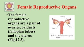 REPRODUCTION IN ANIMALS.pptx............. | PPTX