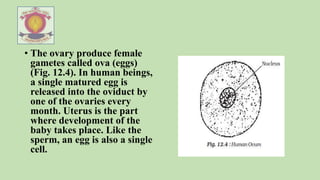 REPRODUCTION IN ANIMALS.pptx............. | PPTX