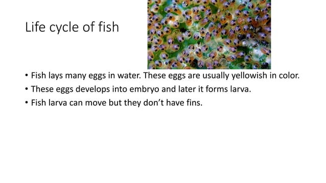 Reproduction in animals and life cycle of animals | PPTX