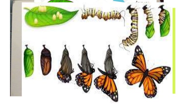 Reproduction in animals and life cycle of animals | PPTX