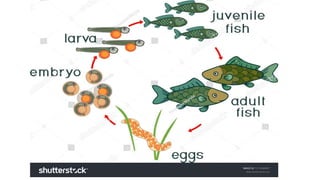 Reproduction in animals and life cycle of animals | PPT