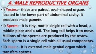 Reproduction in animals by gaurav ghankhede | PPTX