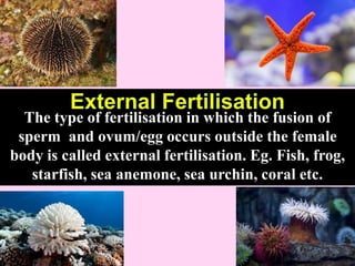 Reproduction in Animals Class 8 basic concepts | PPTX