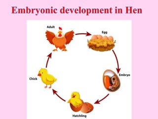 Reproduction in Animals Class 8 basic concepts | PPTX