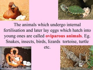 Reproduction in Animals Class 8 basic concepts | PPTX