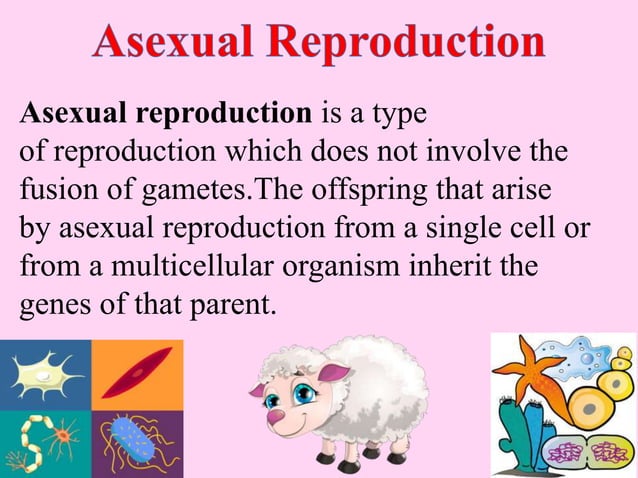 Reproduction in Animals Class 8 basic concepts | PPTX