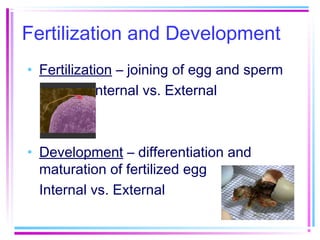 Reproduction in animals | PPT