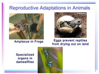 Reproduction in animals | PPT