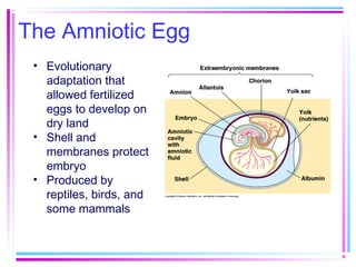 Reproduction in animals | PPT