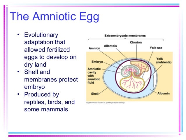 Reproduction in animals