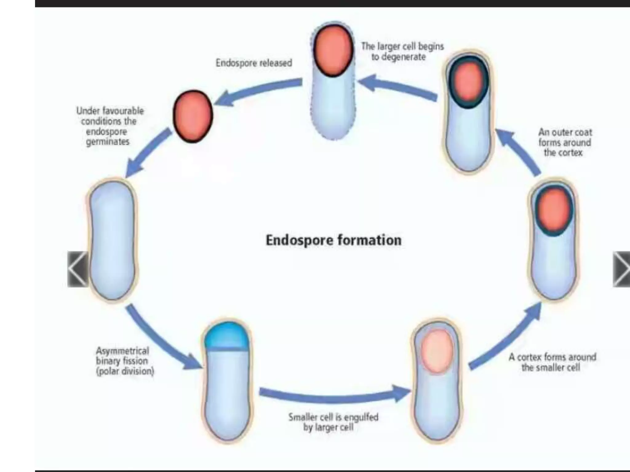 Reproduction in bacteria | PPTX