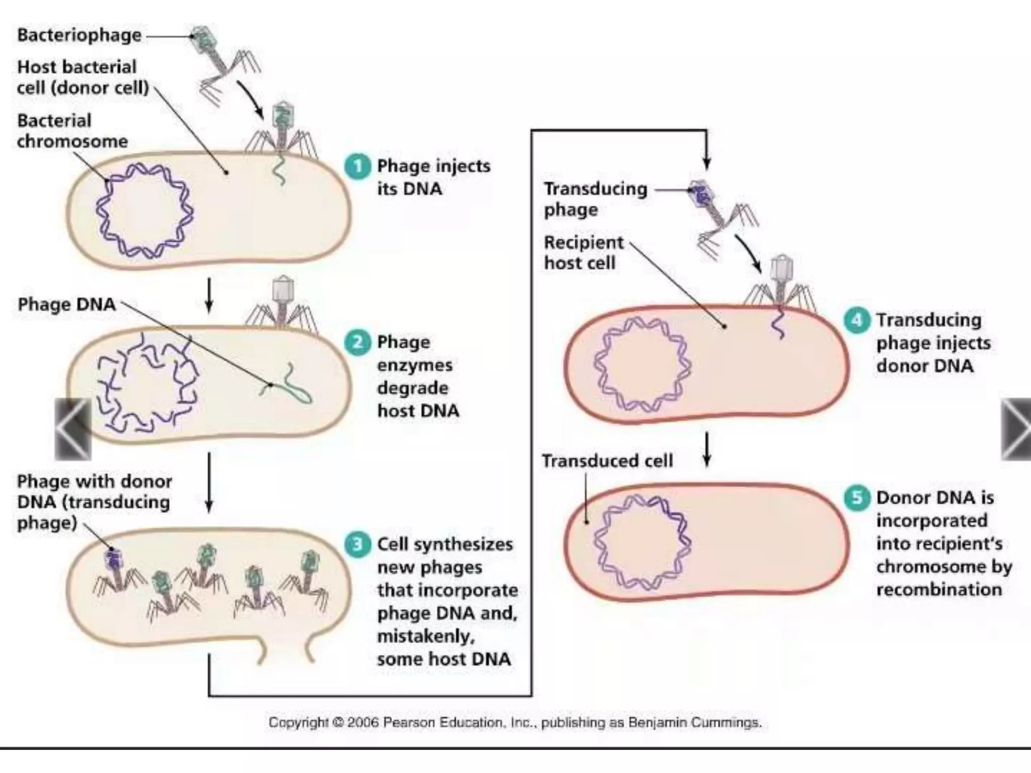 Reproduction in bacteria | PPTX | Reproductive Health | Diseases and ...