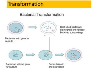 Reproduction in bacteria | PPTX