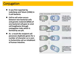 Reproduction in bacteria | PPTX