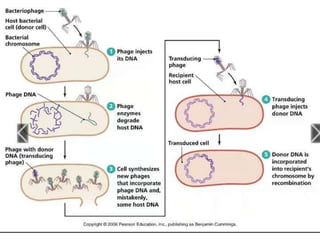 Asexual Reproduction In Bacteria
