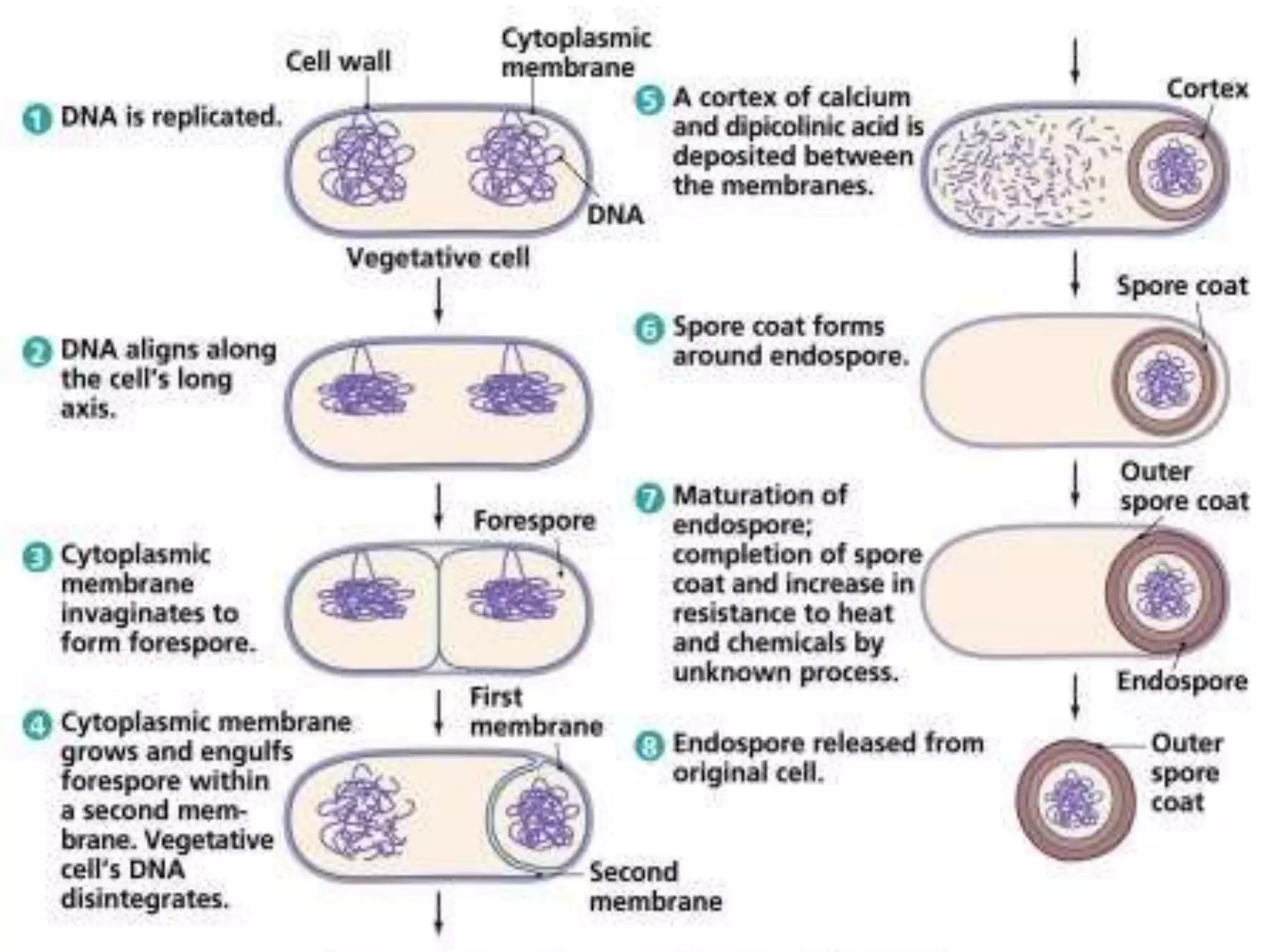 Reproduction in bacteria | PPT