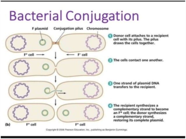 Reproduction in bacteria | PPT | Infertility | Reproductive Health
