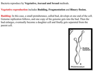 Reproduction in bacteria | PPT