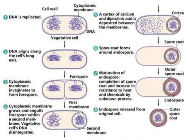 Reproduction in bacteria | PPT | Infertility | Reproductive Health