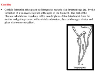 Reproduction in bacteria | PPT | Infertility | Reproductive Health