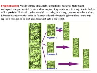 Fragmentation In Bacteria