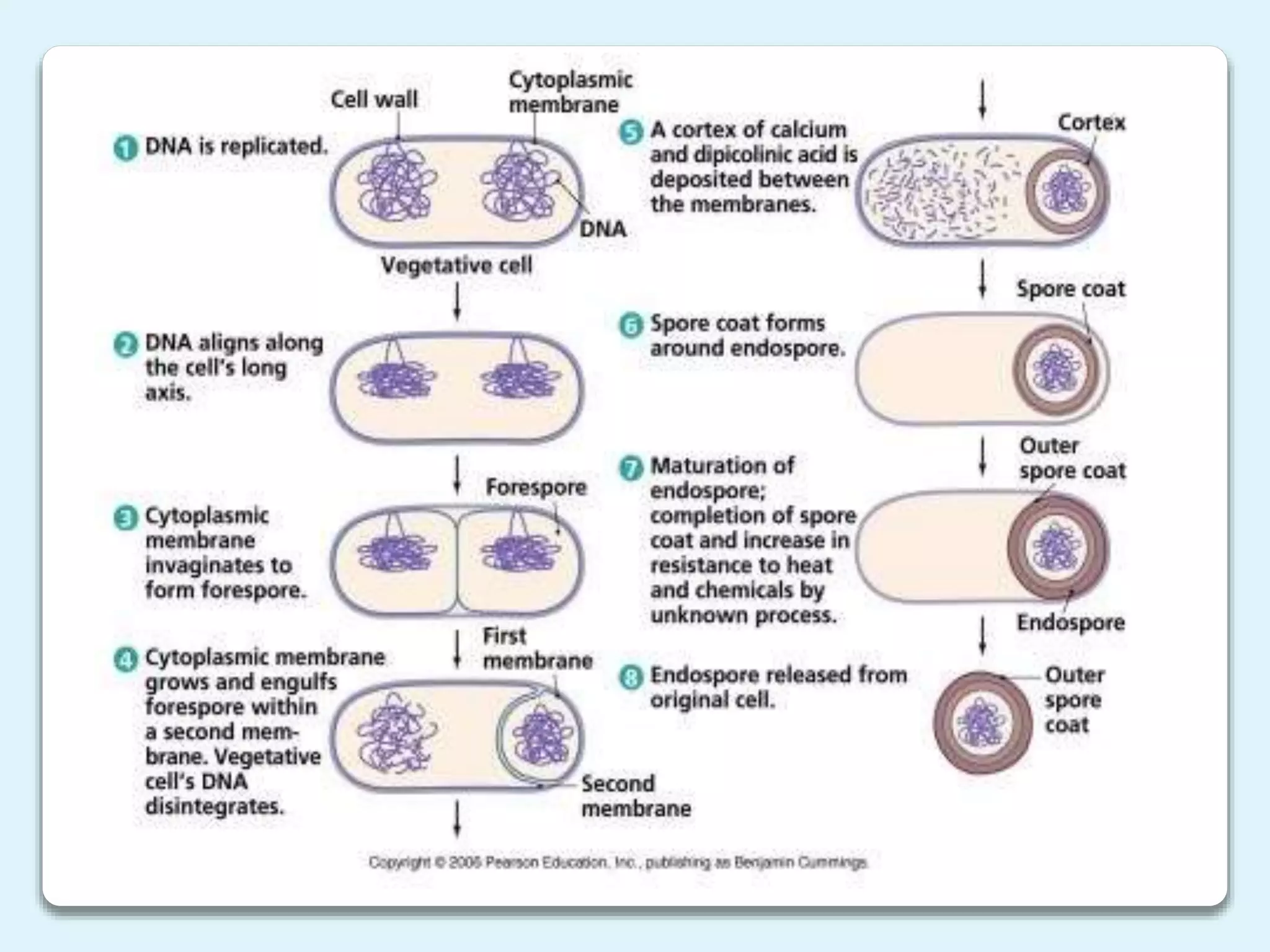 Reproduction in bacteria | PPTX