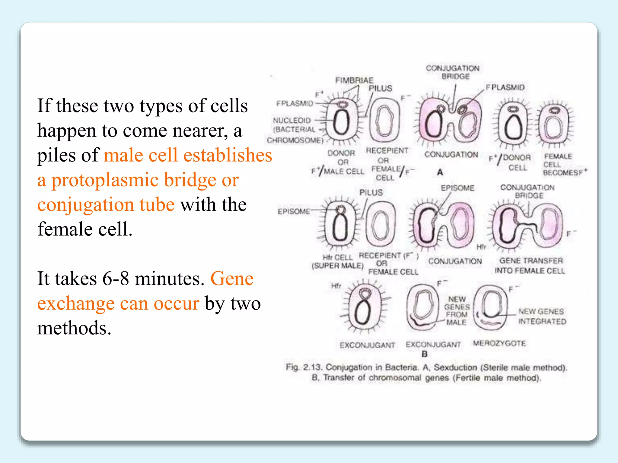 Reproduction in bacteria | PPTX