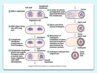 Reproduction in bacteria | PPTX