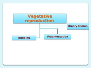 Reproduction in bacteria | PPTX