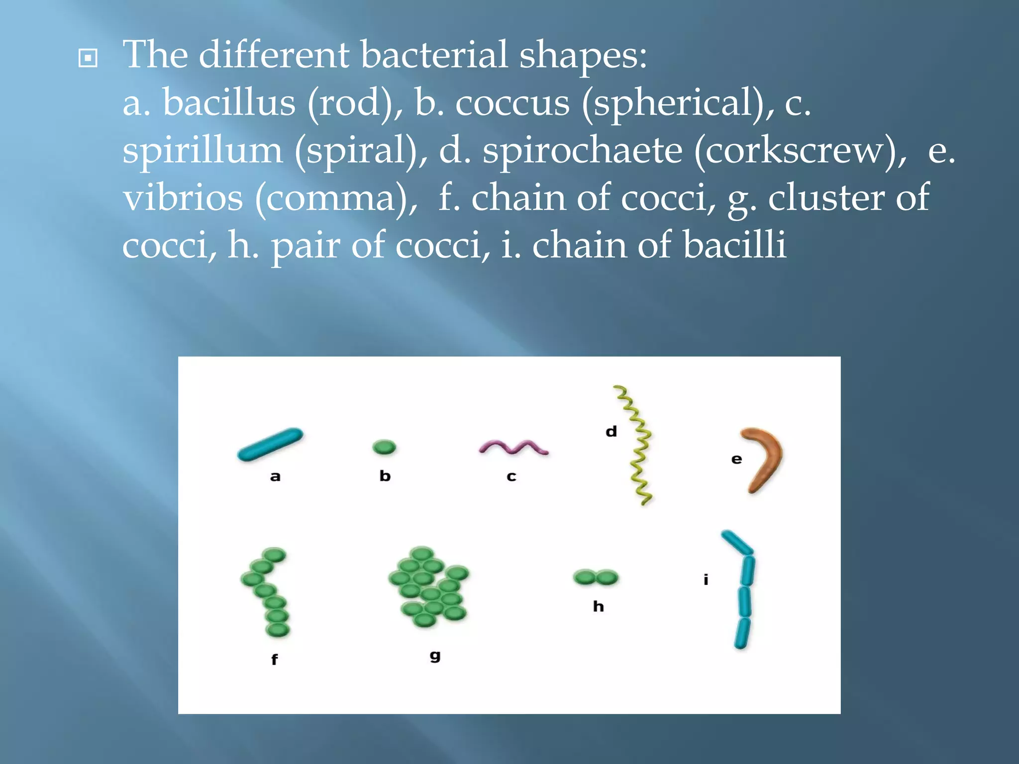 Reproduction in bacteria | PDF
