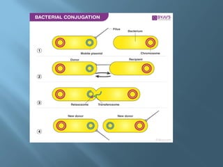 Reproduction in bacteria | PDF