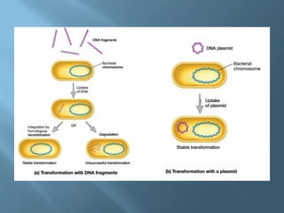 Reproduction in bacteria | PDF