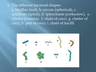 Reproduction in bacteria | PDF