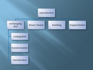 Reproduction in bacteria | PDF