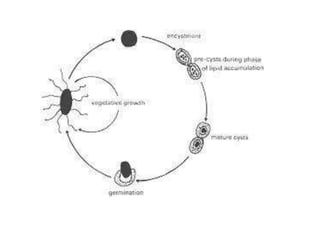 Reproduction in bacteria | PPTX