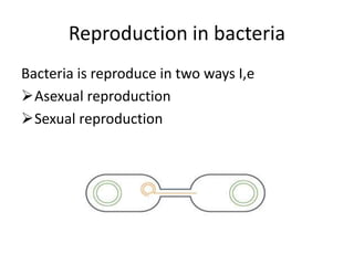 Asexual Reproduction In Bacteria