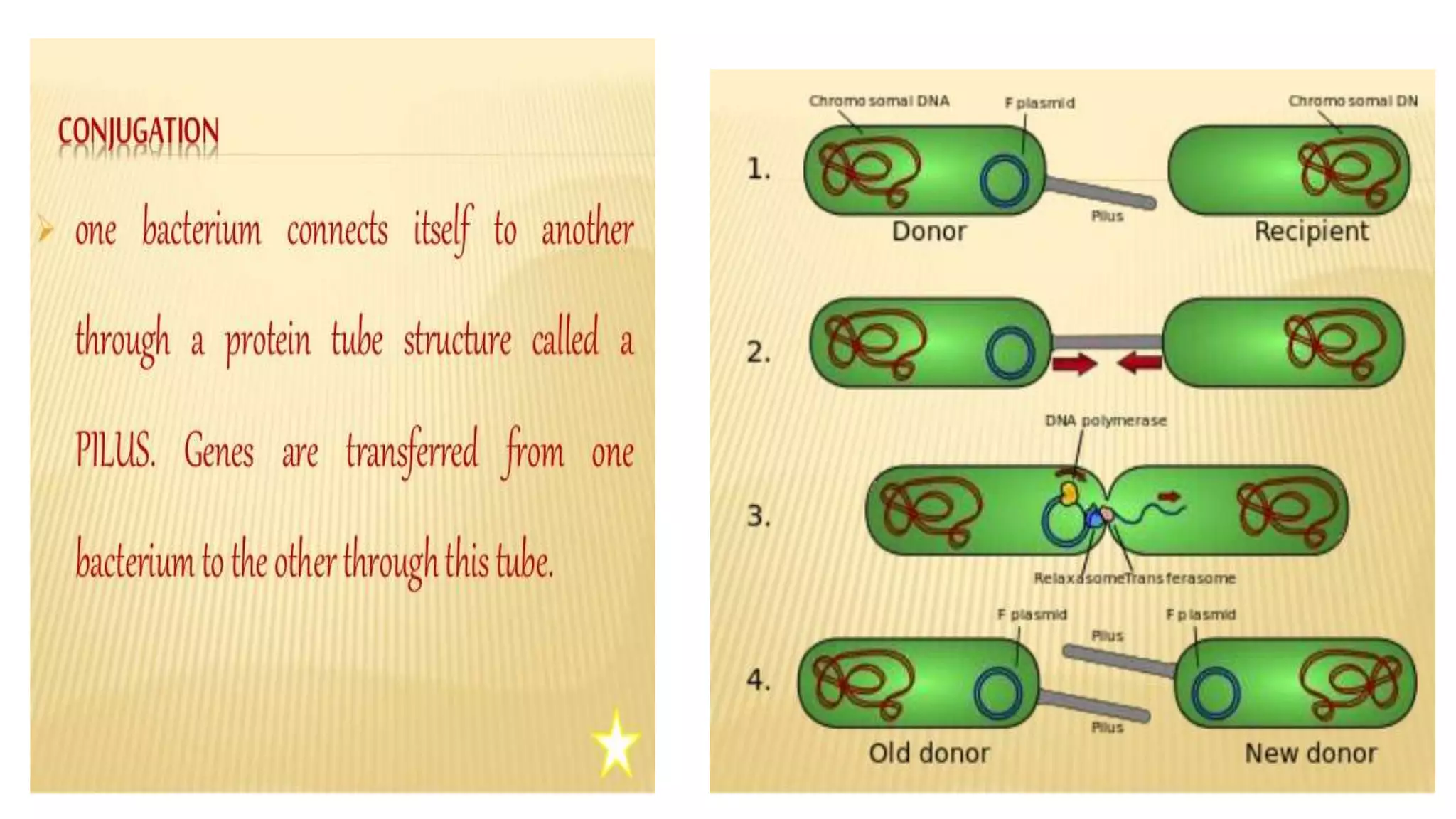 Reproduction in bacteria | PPTX