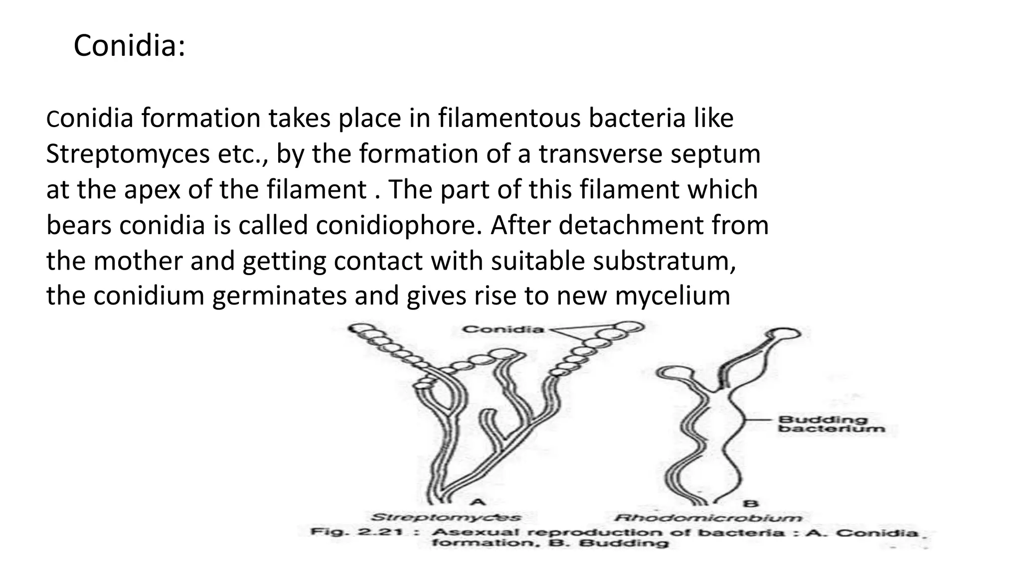 Reproduction in bacteria | PPTX
