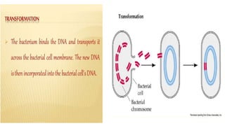 Reproduction in bacteria | PPTX