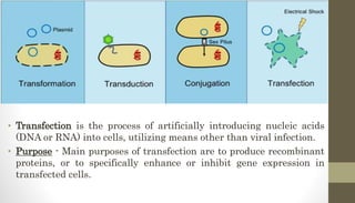 Reproduction in bacteria (class seminar) | PPTX