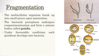 Fragmentation In Bacteria