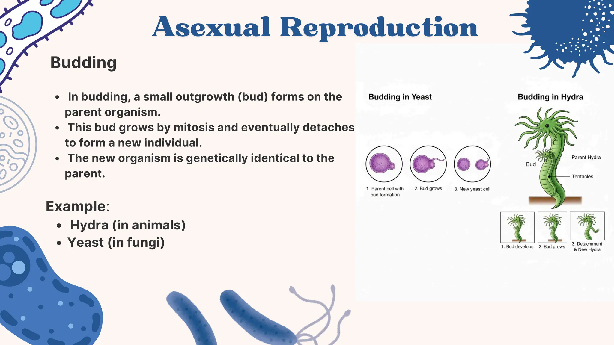 Sexual and asexual Reproduction in bacteria | PDF