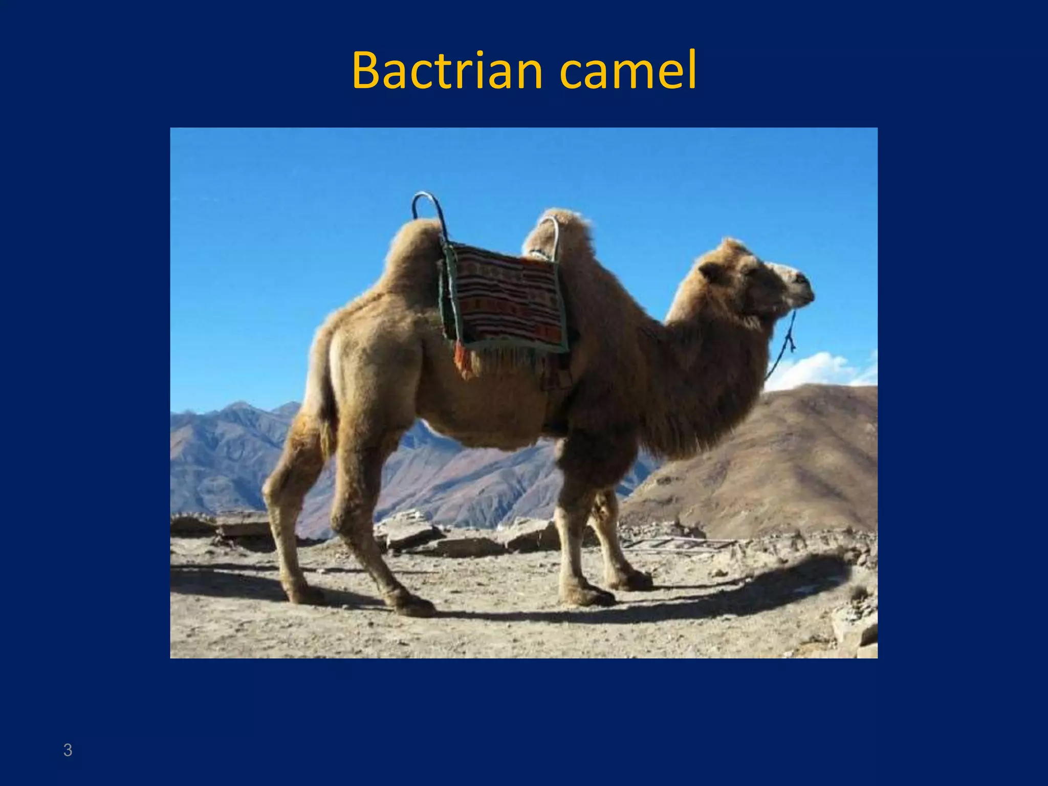 Reproduction in camel | PPTX