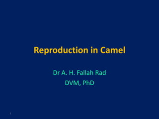 Reproduction in camel | PPTX