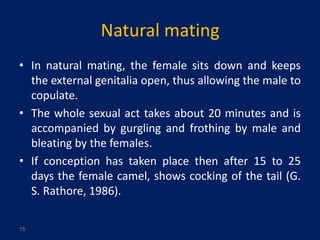 Reproduction in camel | PPTX