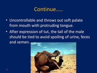 Reproduction in camel | PPTX