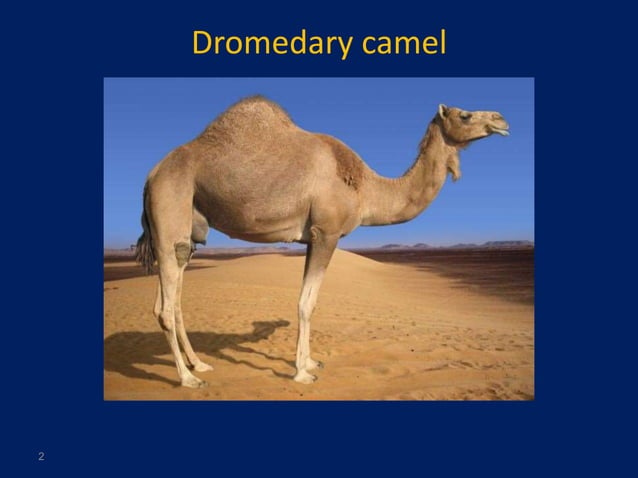 Reproduction in camel | PPTX