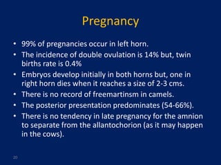 Reproduction in camel | PPTX