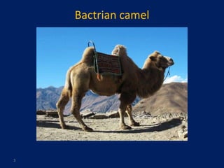 Reproduction in camel | PPTX